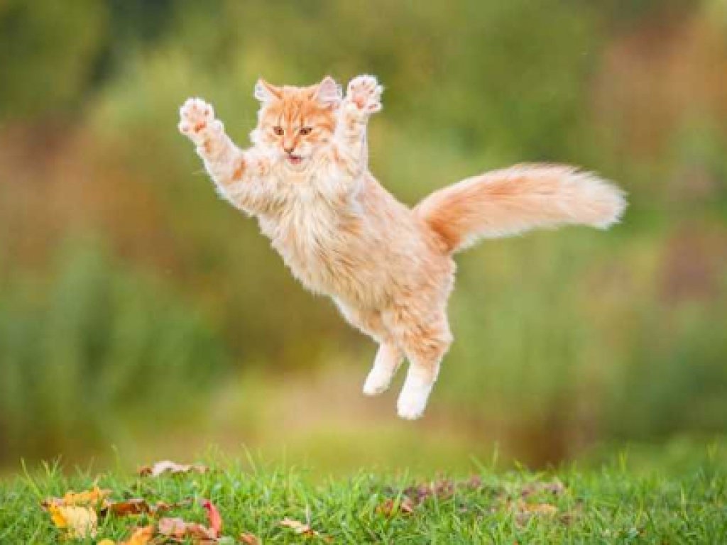 Проплан для котів: огляд раціонів «Пуріна»* | ВолиньPost